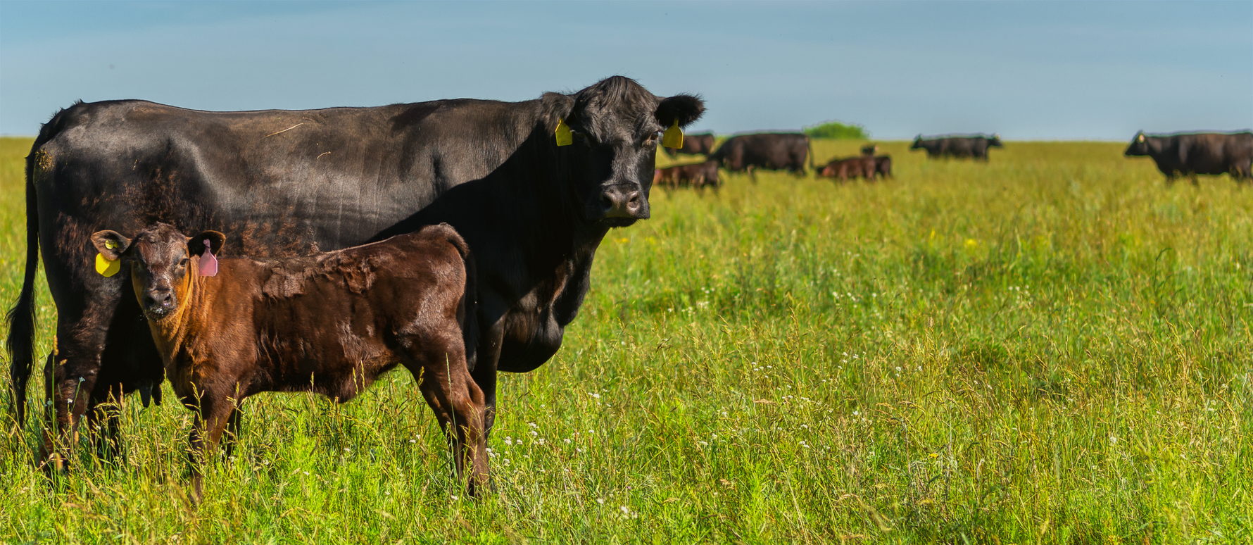 Wyoming Pure Natural Beef